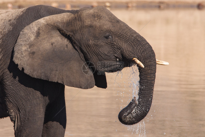 在Mpondo大坝的非洲大象饮用水高清图片下载-正版图片507114427-摄图网
