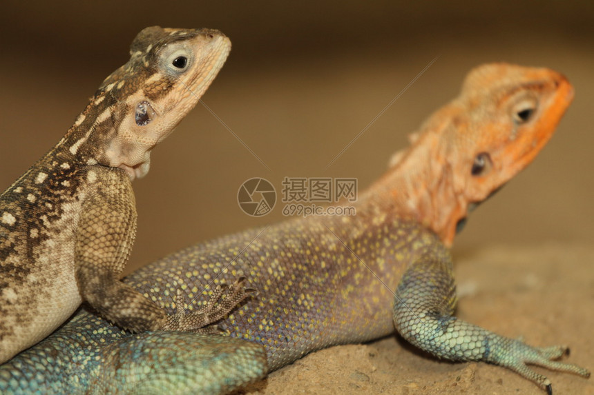 玻璃容器中的阿加玛高清图片下载-正版图片507116037-摄图网