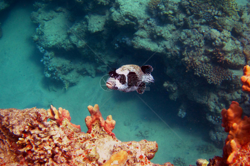 潜水时面具在海里游泳的河豚高清图片下载-正版图片507119347-摄图网