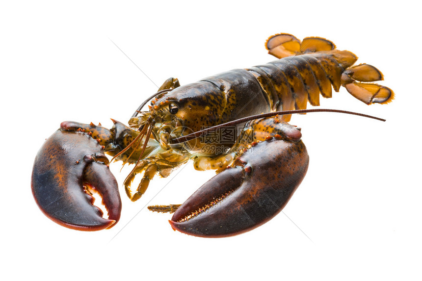 生龙虾高清图片下载-正版图片507122194-摄图网