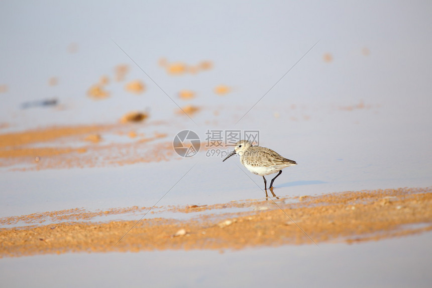 RasMoahammad公园的Kno高清图片下载-正版图片507122464-摄图网