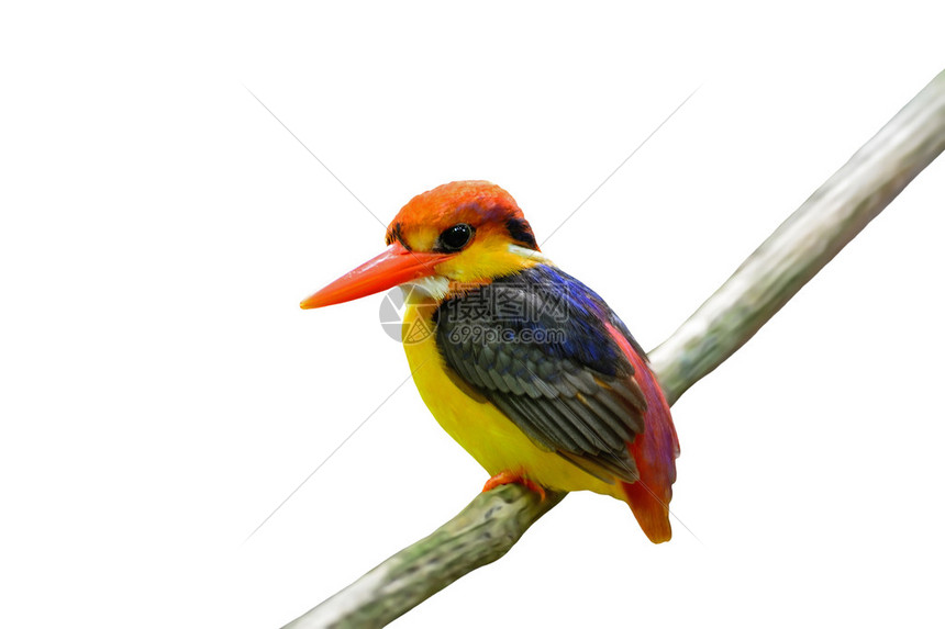 多色捕王鸟黑背海鸟Ceyx高清图片下载-正版图片507127931-摄图网