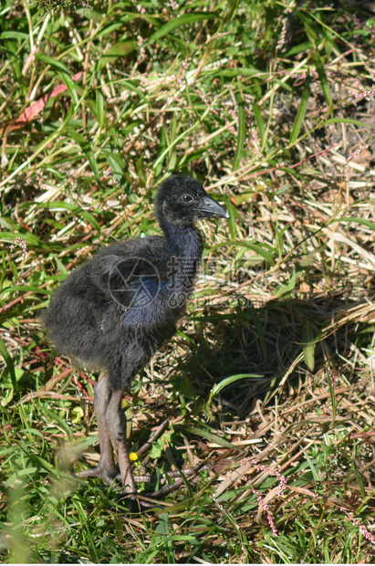 Pukeko高清图片下载-正版图片507131016-摄图网