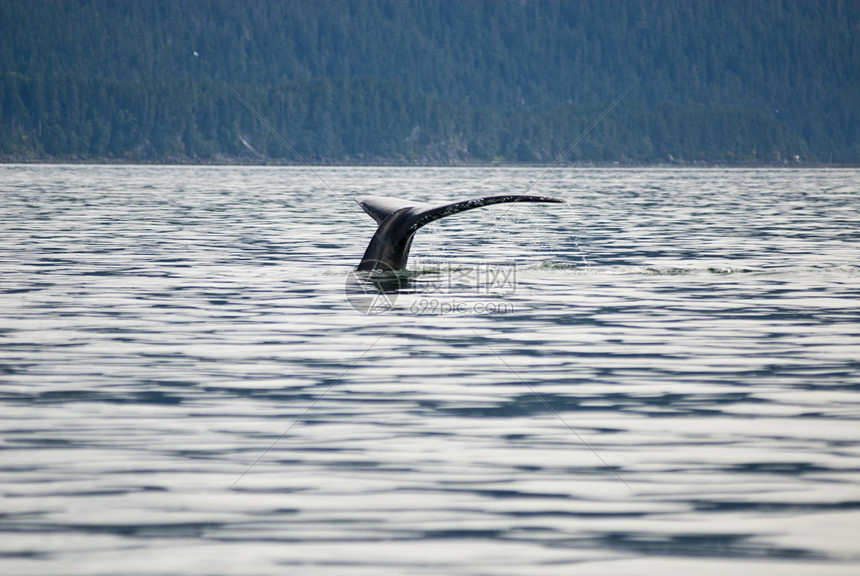 观鲸从Juneau高清图片下载-正版图片507133350-摄图网