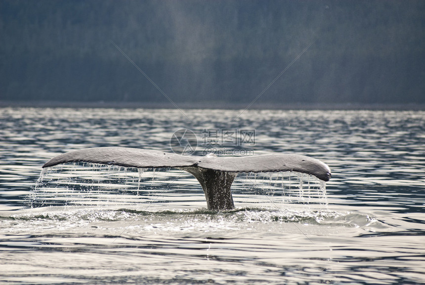 观鲸从Juneau高清图片下载-正版图片507133354-摄图网