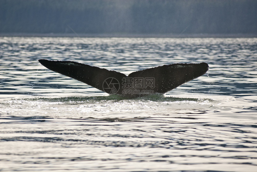 观鲸从Juneau高清图片下载-正版图片507133355-摄图网