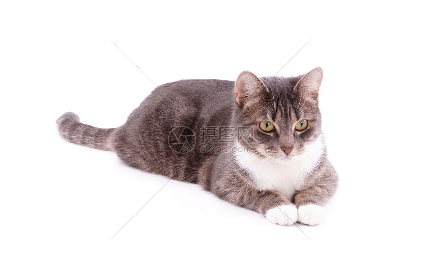 可爱的虎斑猫上白色孤立高清图片下载-正版图片507138363-摄图网