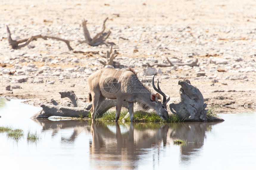 非洲南赞比亚Etosha公园Kud高清图片下载-正版图片507140998-摄图网