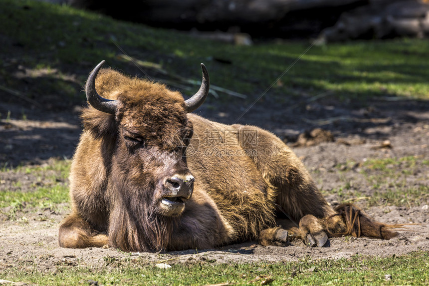 Bison生活在欧洲自然保高清图片下载-正版图片507151450-摄图网