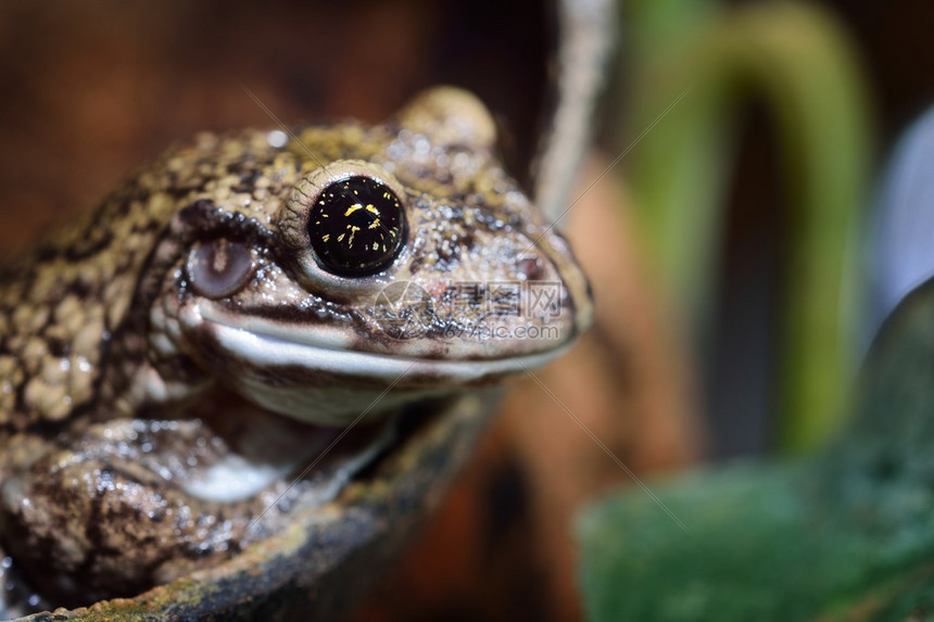 AnnanflyingfragRhacophorus在天高清图片下载-正版图片507151535-摄图网