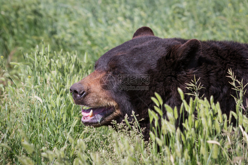 走在春天绿草的成年黑熊高清图片下载-正版图片507151870-摄图网