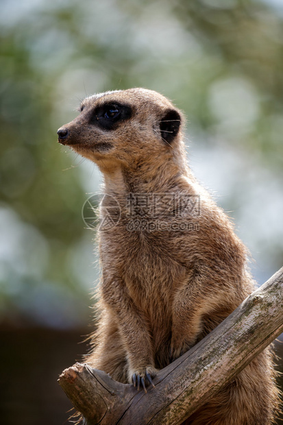 Meerkat或Suricate高清图片下载-正版图片507153096-摄图网