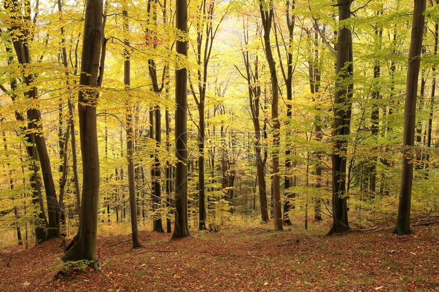 11月初的秋季山毛榉林高清图片下载-正版图片507165113-摄图网