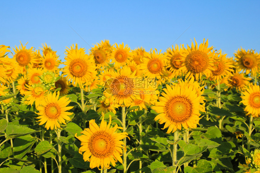 向日葵田高清图片下载-正版图片507167048-摄图网