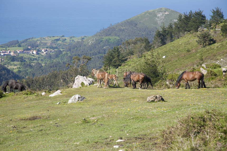 西班牙阿斯图里亚斯CangasdeOnis附近的Astur高清图片下载-正版图片507170574-摄图网