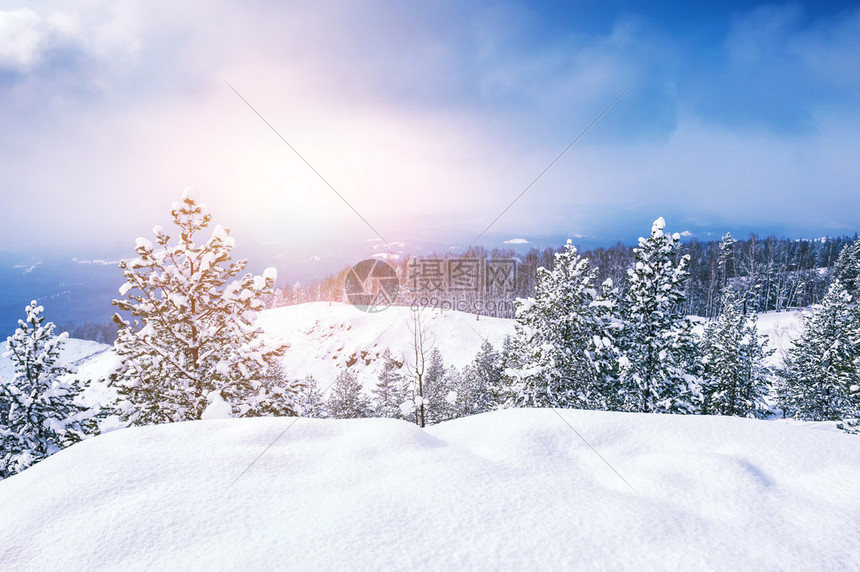 日落时雪覆盖了山上的树木高清图片下载-正版图片507177332-摄图网