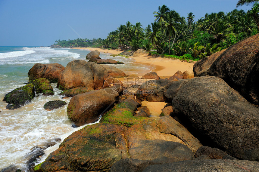 斯里兰卡有棕榈的高清图片下载-正版图片507179856-摄图网