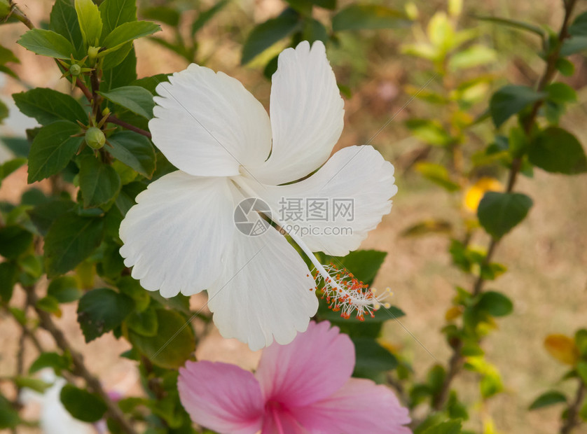 在自然环境中在树上紧贴白色的hibi高清图片下载-正版图片507181320-摄图网