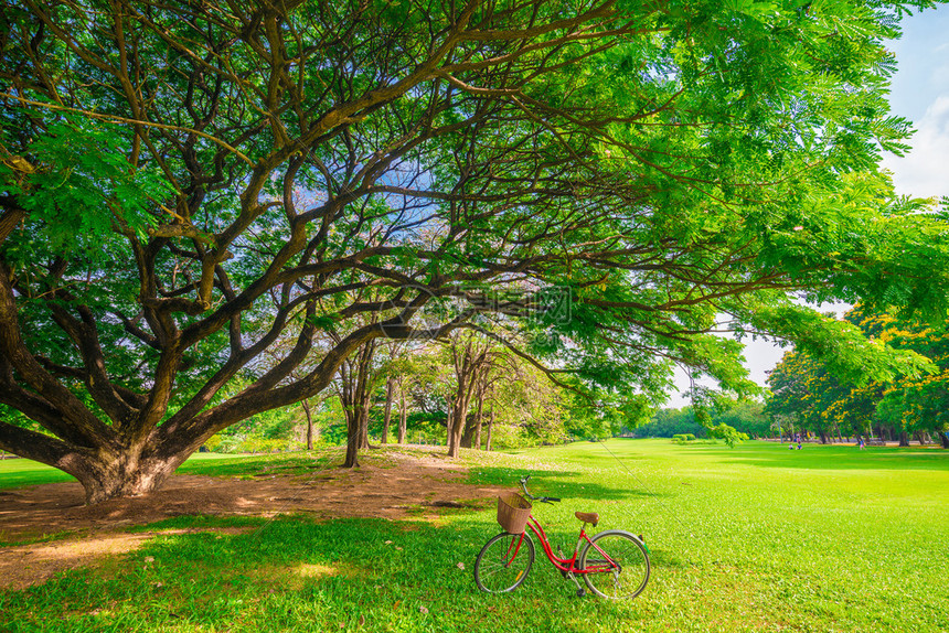 大树下公园里的红色自行车高清图片下载-正版图片507194495-摄图网