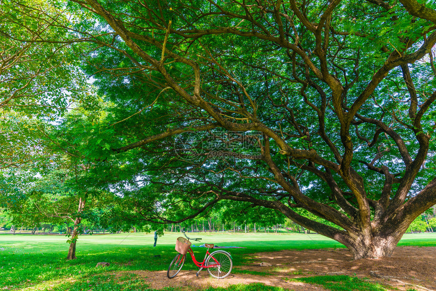 大树下绿草上的红色自行车高清图片下载-正版图片507194502-摄图网