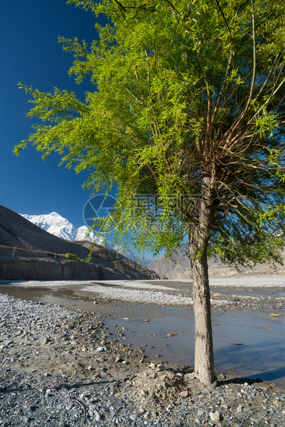 尼泊尔山谷中的树美高清图片下载-正版图片507199417-摄图网