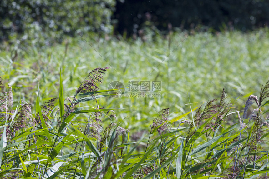 波兰马苏里亚区湖岸景色美观波兰高清图片下载-正版图片507215495-摄图网