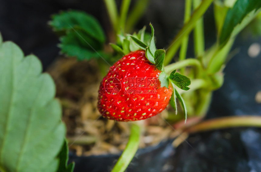 新鲜的草莓树已经高清图片下载-正版图片507219696-摄图网