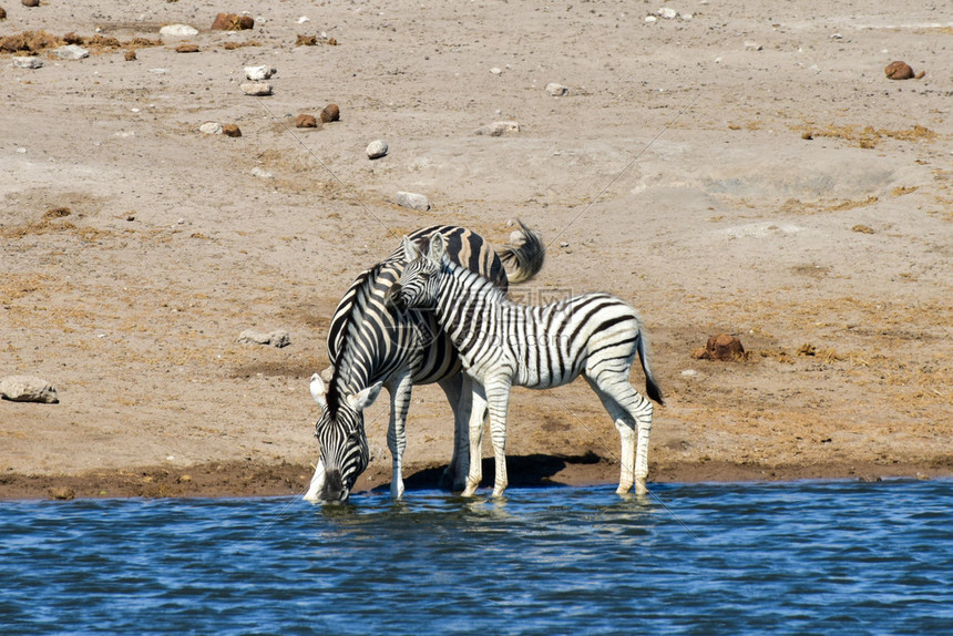非洲纳米比亚Etosha高清图片下载-正版图片507228543-摄图网