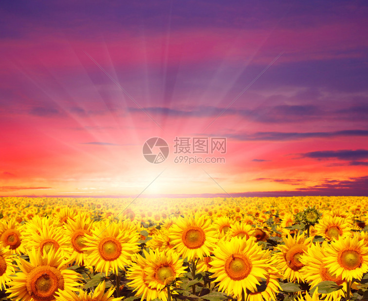 在向日葵领域的日落风景高清图片下载-正版图片507238006-摄图网
