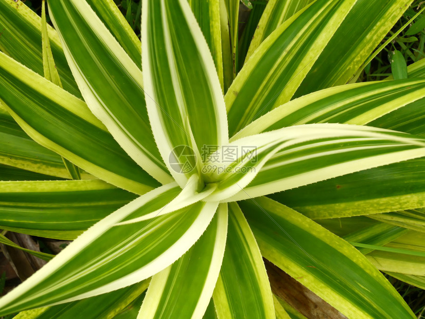 Agave植物高清图片下载-正版图片507238407-摄图网