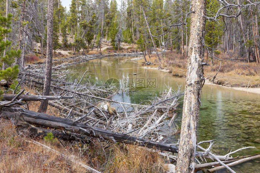 原木埋在爱达荷州斯坦利附近的Redfis高清图片下载-正版图片507238421-摄图网