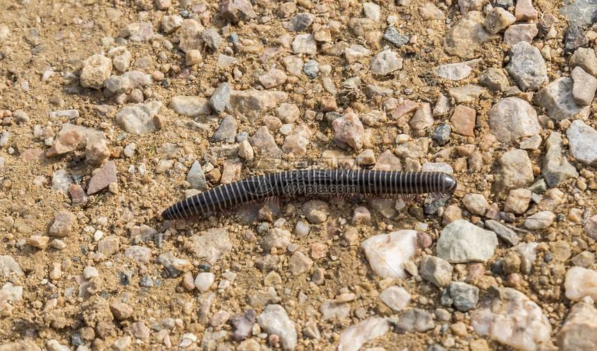 齐洛波达Chil高清图片下载-正版图片507239445-摄图网