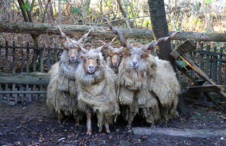 一群正宗的匈牙利羊品种名称是racka高清图片下载-正版图片507240351-摄图网