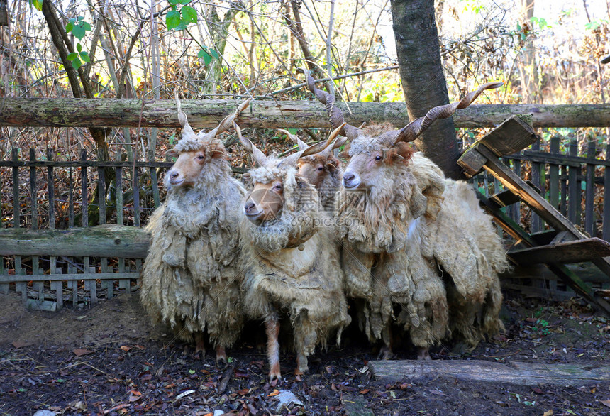 一群正宗的匈牙利羊品种名称是racka高清图片下载-正版图片507240352-摄图网