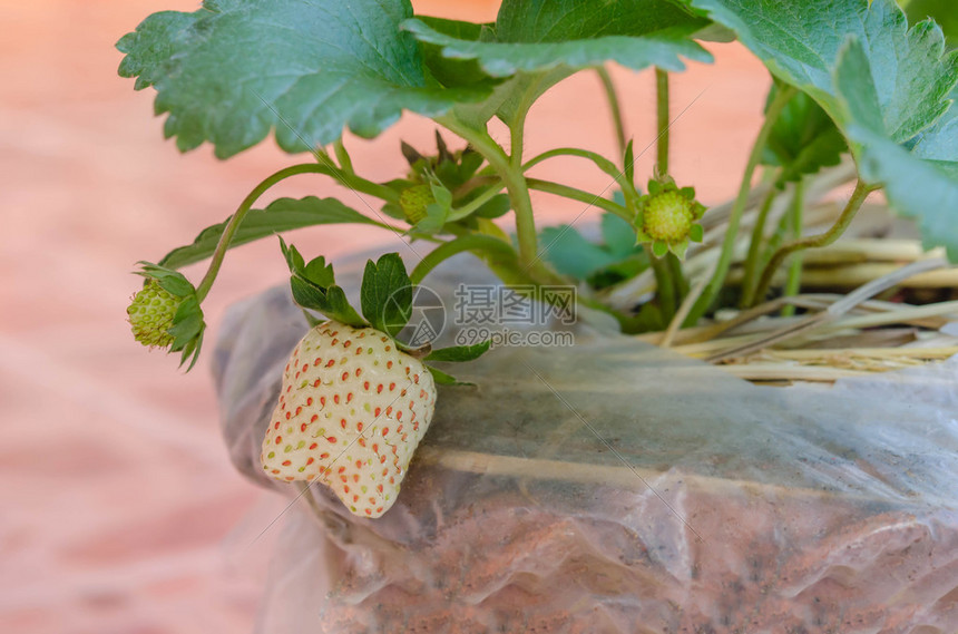 新鲜的草莓树已经高清图片下载-正版图片507240418-摄图网