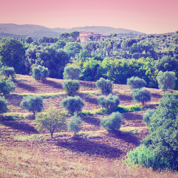 Toscan与OliveGroves在意大利日落时相伴的托斯卡纳景观高清图片下载-正版图片507242997-摄图网