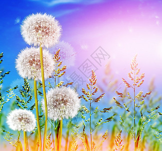 DAN图片_DAN素材_DAN高清图片_摄图网图片下载