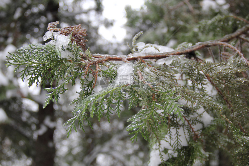 雪下的绿色树枝arbo高清图片下载-正版图片507250304-摄图网
