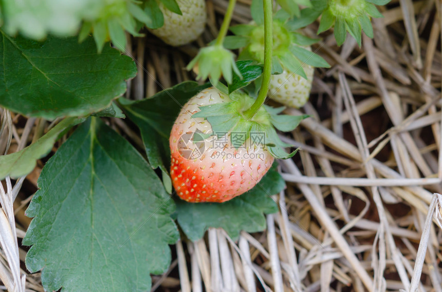 新鲜的草莓树已经高清图片下载-正版图片507252868-摄图网