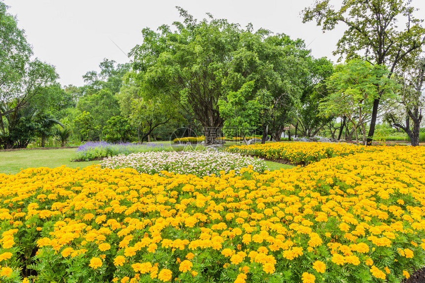 在走廊一带有树木和草地的公园有高清图片下载-正版图片507254490-摄图网