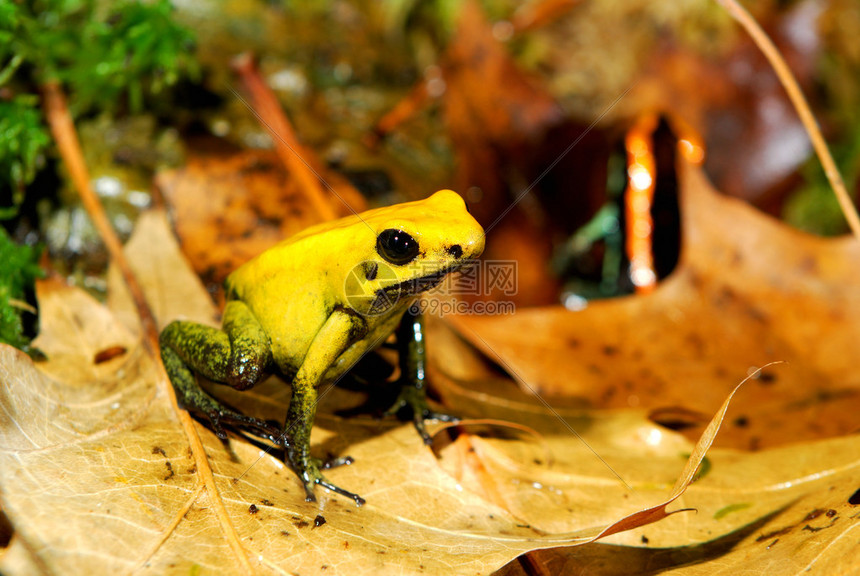 花青蛙flooba高清图片下载-正版图片507255506-摄图网