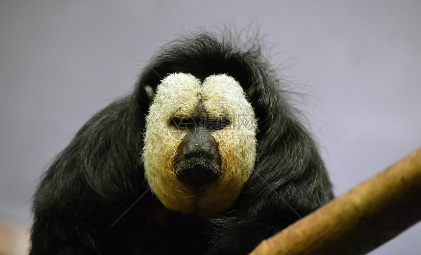 木头上的Pithecia高清图片下载-正版图片507265754-摄图网