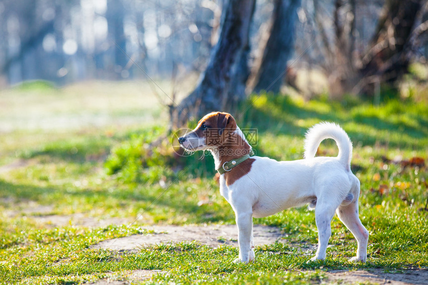 可爱的狗在公园散步的照片高清图片下载-正版图片507268363-摄图网