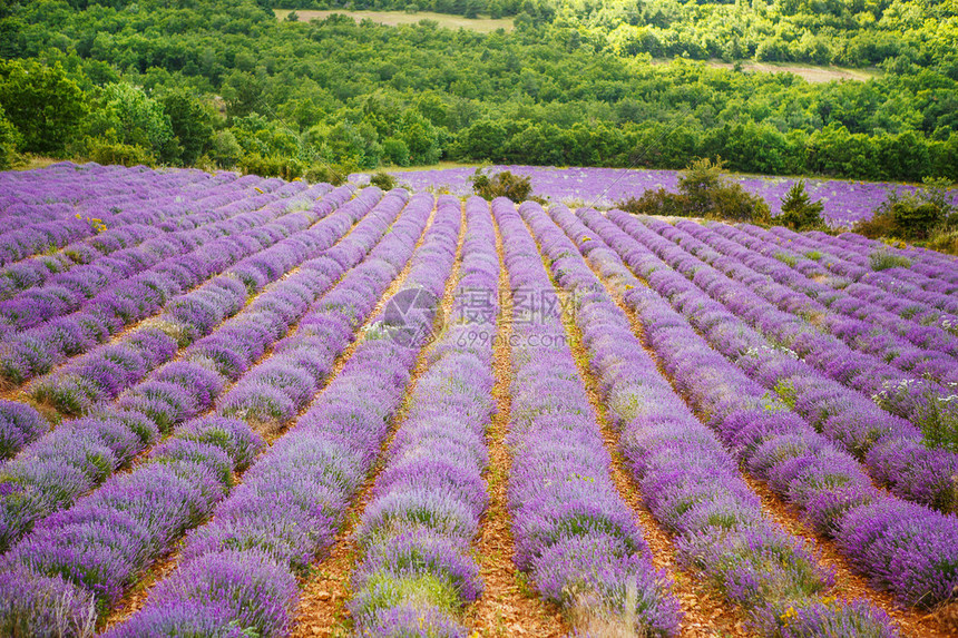 在法国普罗旺斯夏日阳高清图片下载-正版图片507270757-摄图网