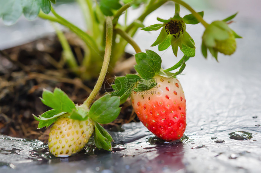 新鲜的草莓树已经高清图片下载-正版图片507271290-摄图网