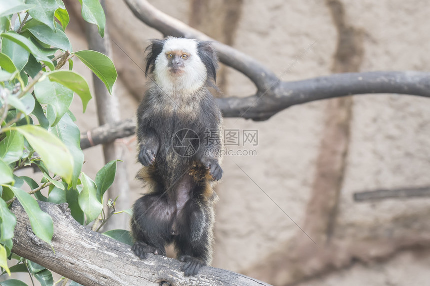 Callithrix高清图片下载-正版图片507277600-摄图网