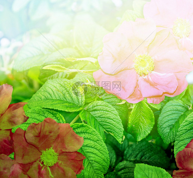 风景花朵玫瑰花野高清图片下载-正版图片507279210-摄图网