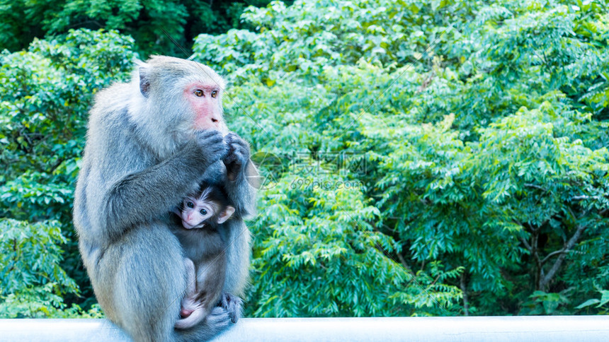 可笑的猴子一个有趣的猴子生活在的天然高清图片下载-正版图片507282534-摄图网