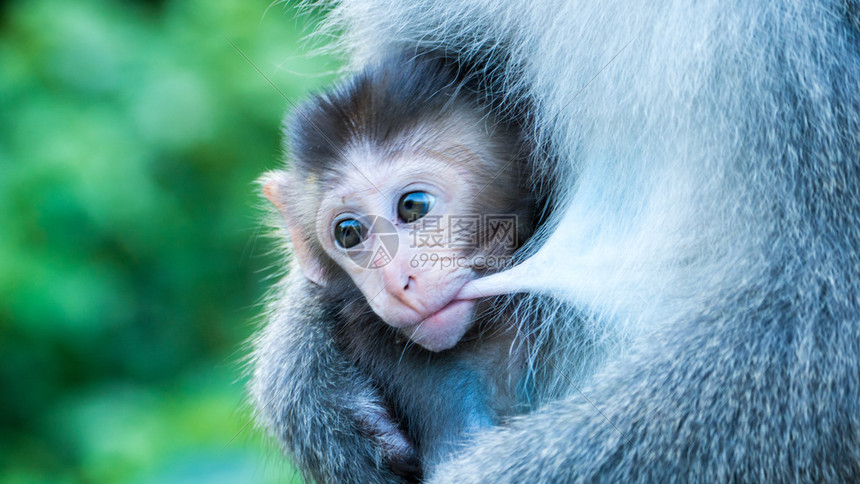 可笑的猴子一个有趣的猴子生活在的天然高清图片下载-正版图片507282539-摄图网