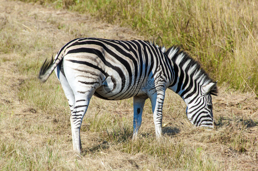 南非自然保护区旱冬草上放牧的单一Zebr高清图片下载-正版图片507282814-摄图网